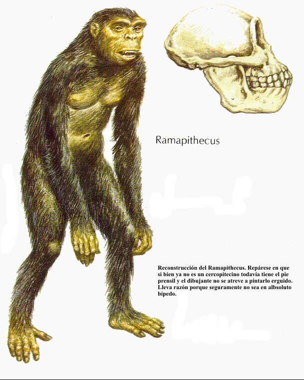 El origen del hombre – Biblioteca de Nueva Acrópolis